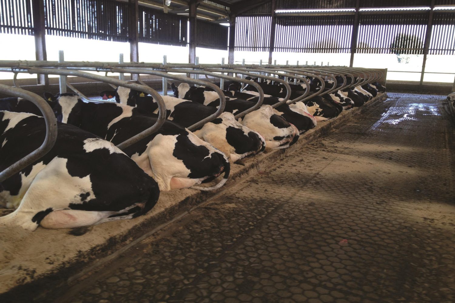 Cattle Housing and Feed Barriers – Millward and Keeling